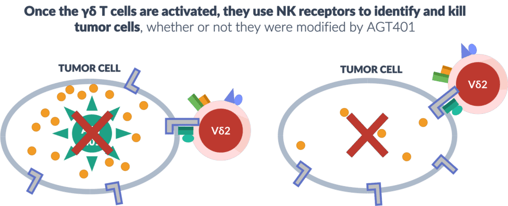 ImmunoTox: Gamma Delta T Cell Therapy for Cancer - American Gene ...