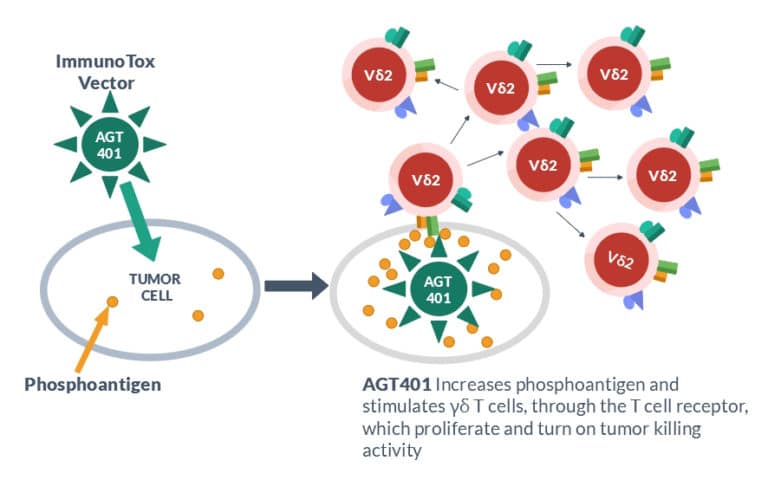 ImmunoTox: Gamma Delta T Cell Therapy for Cancer - American Gene ...