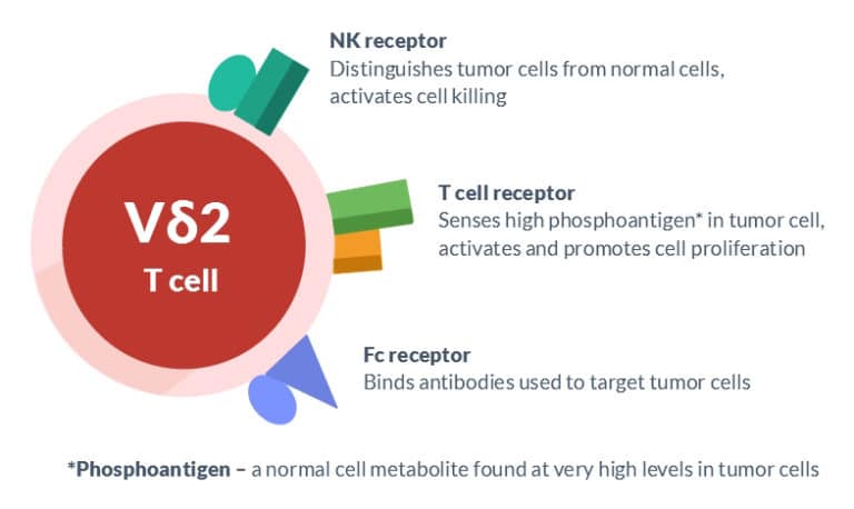 ImmunoTox: Gamma Delta T Cell Therapy for Cancer - American Gene ...