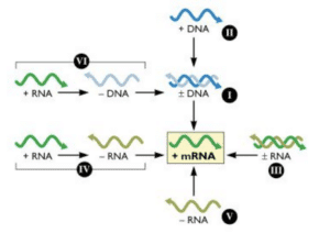 Why is It Hard to Cure HIV? Is HIV Curable?